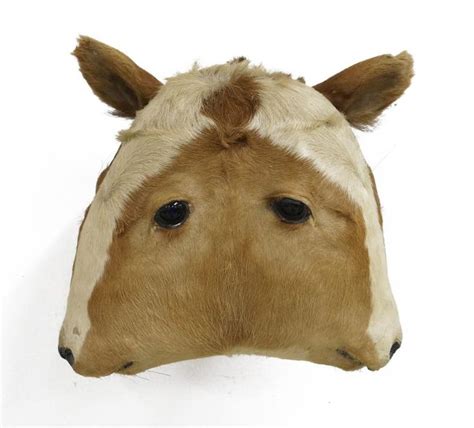 Two Headed Calf Taxidermy Mount Unique Art Piece