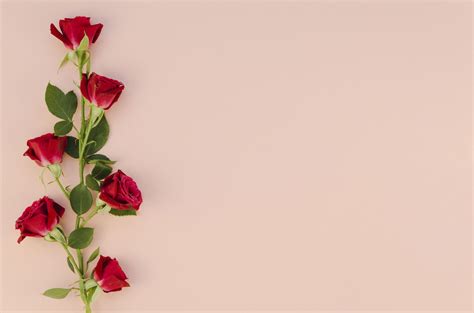 Обои розы фон на рабочий стол