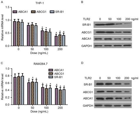 Toll Like Receptor 2 Downregulates The Cholesterol Efflux By Activating