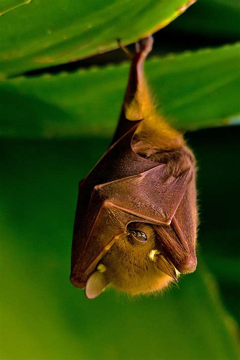 340 Best Cutest Bats EVER Images On Pinterest Baby Bats Fluffy Pets