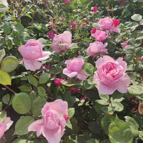 Roses Abc Rose Brother Cadfael