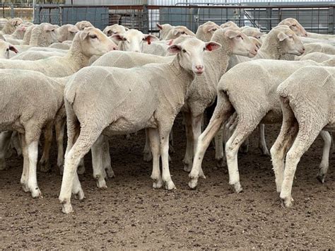Lot 598 155 Mixed Sex Lambs Auctionsplus