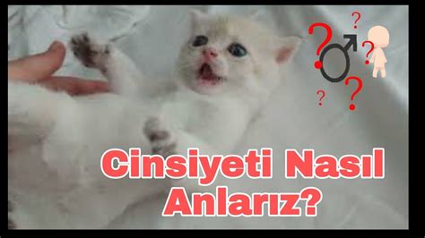 Kedi Cinsiyeti Anlama Wc ve daha fazlası YouTube