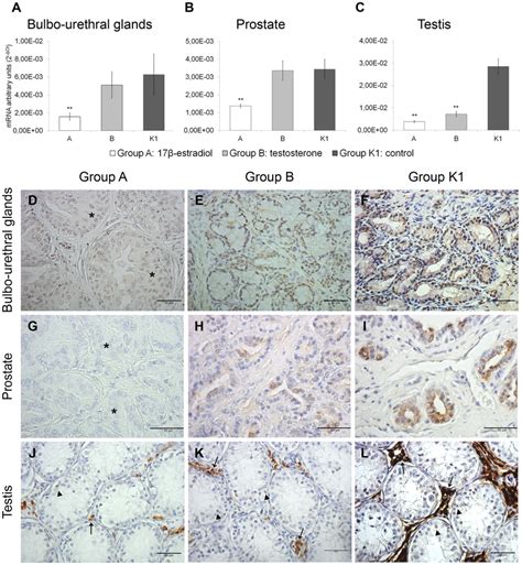 Effect Of Sex Steroid Hormones On RGN Expression In The Accessory Sex Download Scientific