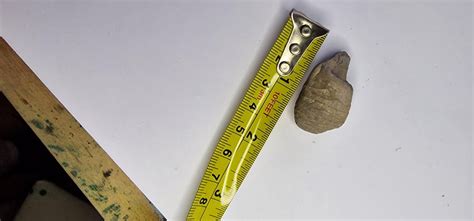 Possibly Fossil East Coast Of Ireland R Fossilid
