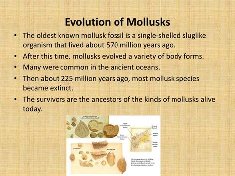 Ppt 161 Mollusks Powerpoint Presentation Free Download Id4956996