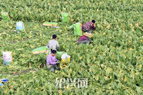 曹娥江边收割榨菜 辛勤劳作也成风景绍兴网 新闻中心