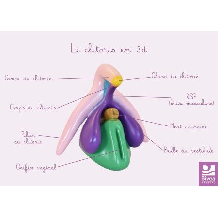 Schema Du Clitoris Leçon Danatomie ça Ressemble à Quoi Le Vagin