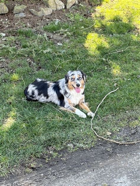 Does she look full mini Aussie? : r/miniaussie