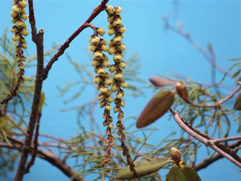 エゾキブシ Stachyurus praecox var ezo かぎけん花図鑑