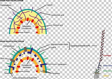 Gram Positive Vs Gram Negative Endotoxin Donleader