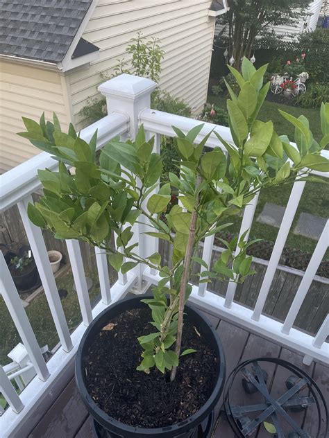 Key Lime Leaves Closing Up And Growth Is Stalling G Rgardening