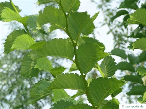 Wych Elm Ulmus Glabra