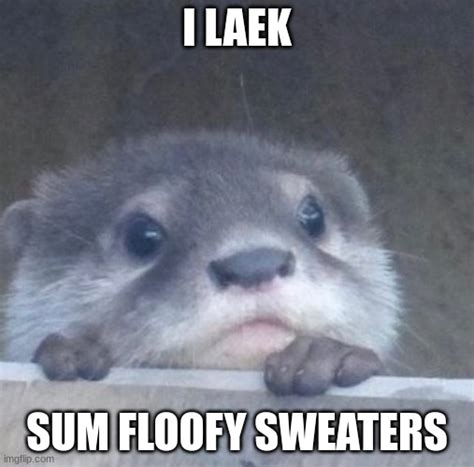 Floofy Sweaters Imgflip