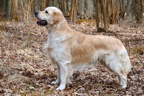 Golden retriever Wikipédia