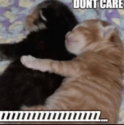 Send Me Eepy Cats Rule R196