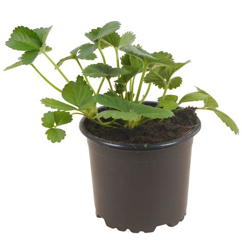 Erdbeere Verschiedene Sondersorten 11 Cm Topf
