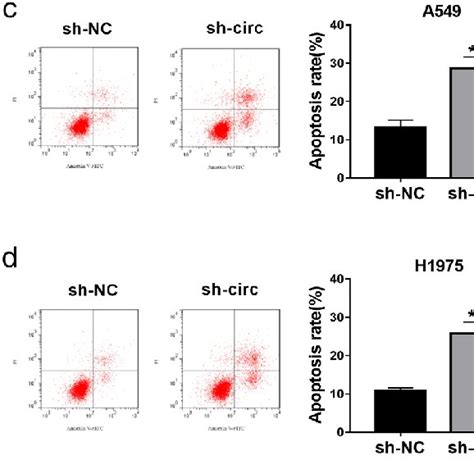 The Effect Of Circ0007385 Knockdown On Cisplatin Ddp Sensitivity Of Download Scientific