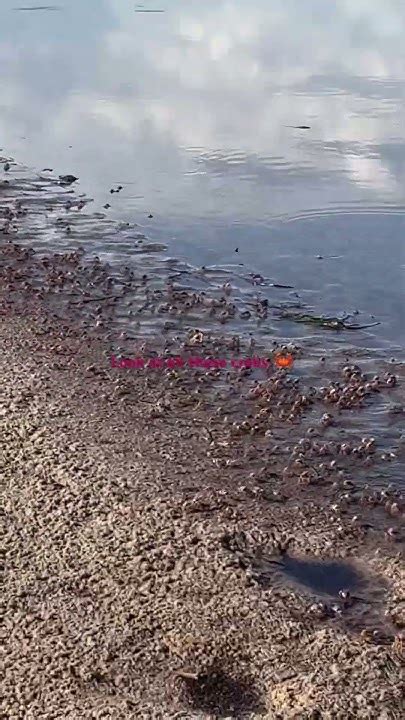 🦀 Crabs Youtube