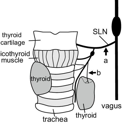 Schematic Diagram Of The Anatomical Arrangement Of The SLN Main Trunk