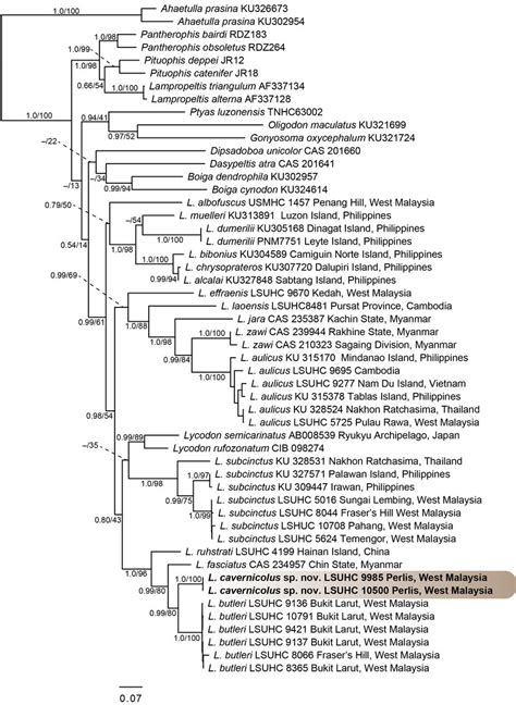 Maximum Likelihood Lnl 12988774621 Phylogenetic Reconstruction Of Download Scientific