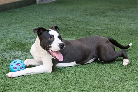 Abused Pit Bull Recovers Ready For Adoption Sfbay