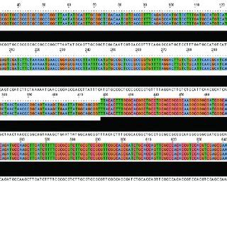 Multiple Nucleotide Sequence Alignments Of Two B Canis Isolates From
