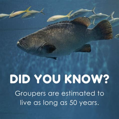 What Does Grouper Taste Like Red Vs Black