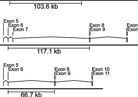 Location Of Dystrophin Exons 5 To 11 In The Genome Distances From