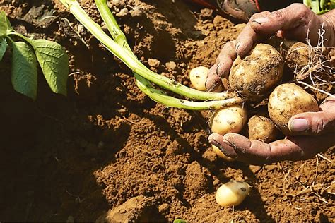 Automated Disease Detection Potato Disease Detection Using Artificial Intelligence Technology