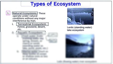 SOLUTION Types Of Ecosystem 1 Studypool