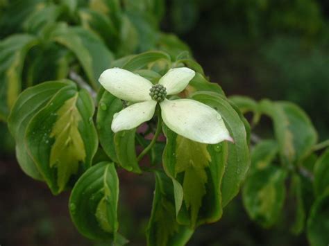 플가 산딸나무 골드 스타 Cornus Kousa Gold Star