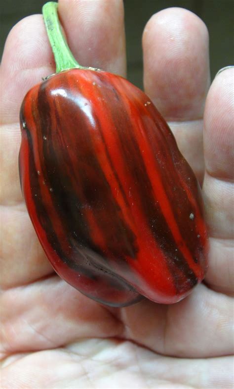 Candy Cane Chocolate Cherry Pepper Hrseeds