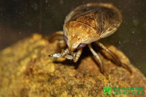 臺北市立動物園 新聞稿 克制登革熱病媒蚊 動物園加碼負子蟲