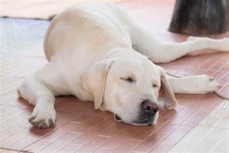 The Complete Guide To Using Dog Meloxicam