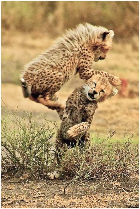 Cheetah Cubs Playing And At The Same Practicing Their Survival Skills