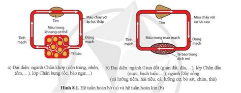 Giải SGK Sinh học 11 Bài 8 Cánh diều Hệ tuần hoàn ở động vật