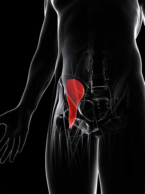 Groin Muscle Photograph By Sciepro Science Photo Library Pixels