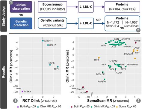 Proteomic Signatures Of Genetically Predicted And Pharmacologically