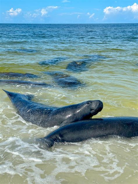 Cute Manatee Prints Three Pack Anna Maria Island Manatee Photo Beach