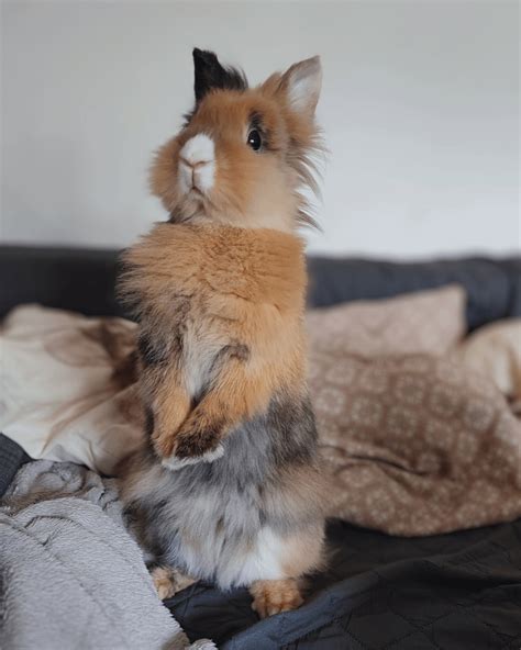 Just Bonnie Being Overly Cute Rrabbits