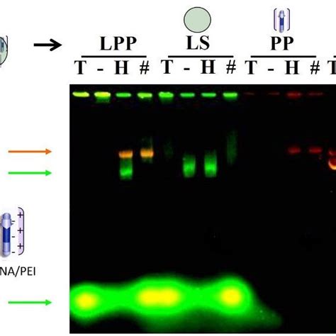 Lipopolyplex Structure Upper Theoretical Diagram Of Lipopolyplex