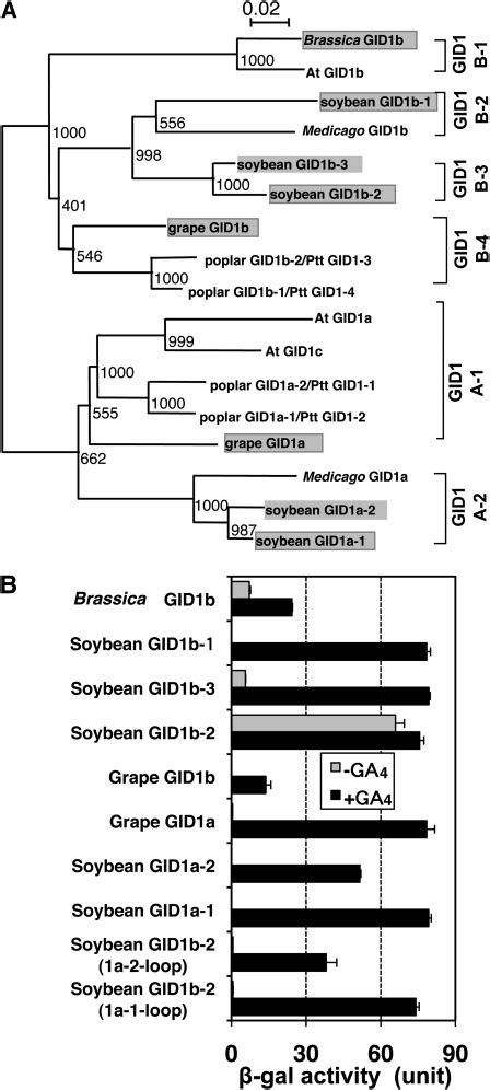 A Rice Gid1 Suppressor Mutant Reveals That Gibberellin Is Not Always Required For Interaction