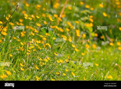 Wild Long Stemmed Buttercup Flowers In Warm Sunshine Yellow