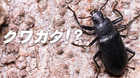 クワガタ なんだコイツかな経験させられる生き物サトユミアシゴミムシダマシ YouTube