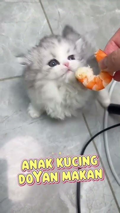 Makan Ya Cing Biar Cepat Gede 😁 Cat Cats Catshorts Catlovers