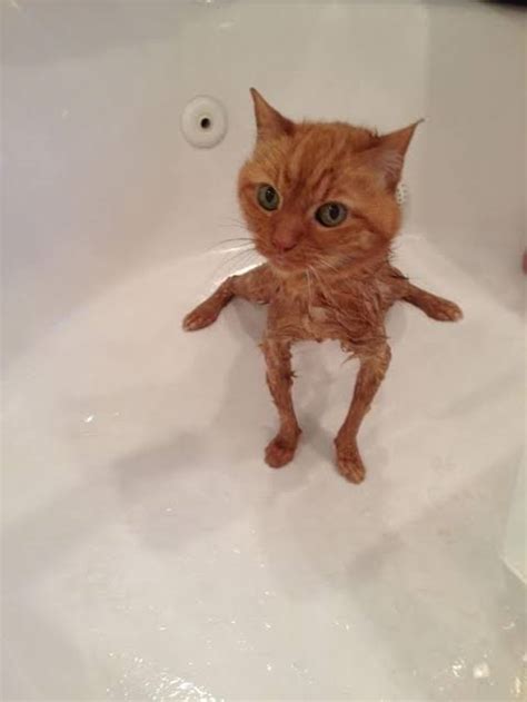 Wet Pussy