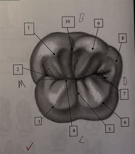 Mandibular Right 1st Molar Diagram Quizlet