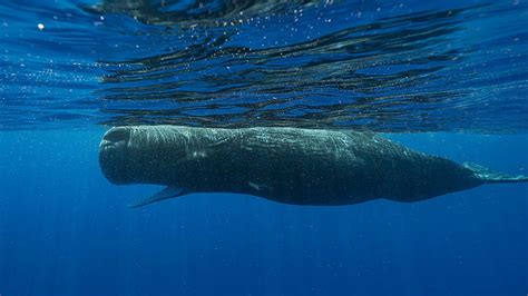 Basic Building Blocks Of Sperm Whale Language Have Been Uncovered