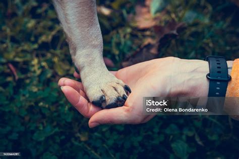 개 발을 들고있는 여성의 손 닫으십시오 프랑스 불독 강아지와 주인 개에 대한 스톡 사진 및 기타 이미지 개 발톱 달린 발 주기 Istock